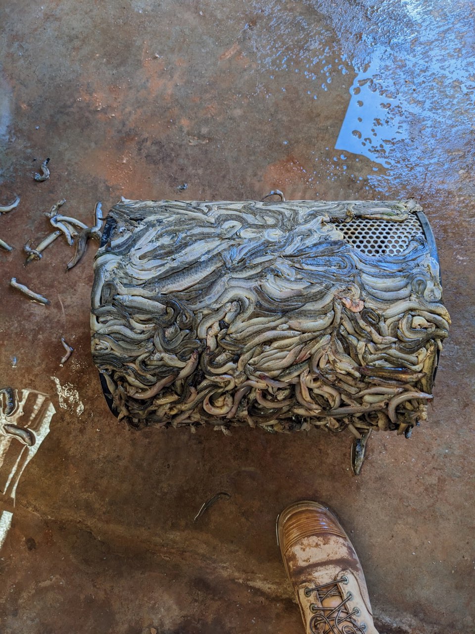 Class 1 Noxious Fish Species – Oriental Weatherloach – Renmark ...